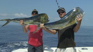 Puerto Vallarta fish species | My Marlin Puerto Vallarta fishing